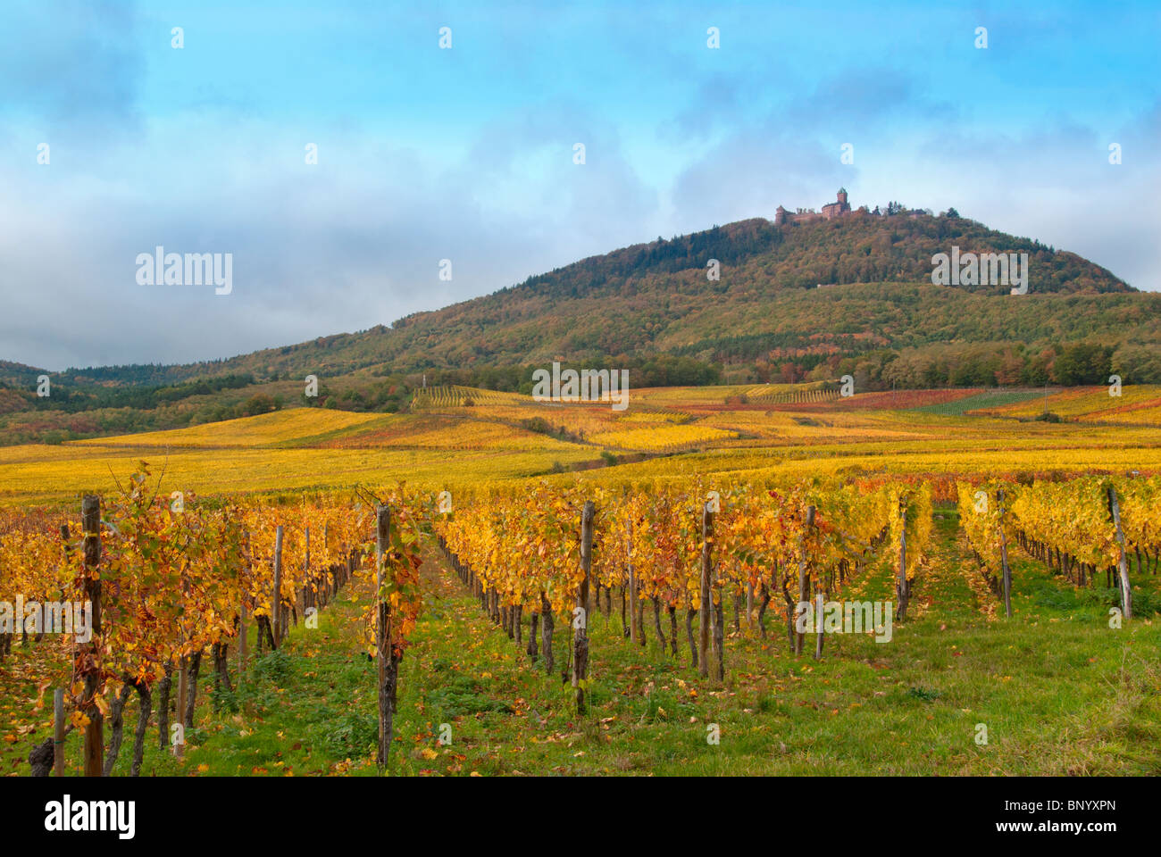 Autumn vineyard and a hill landscape Stock Photo - Alamy