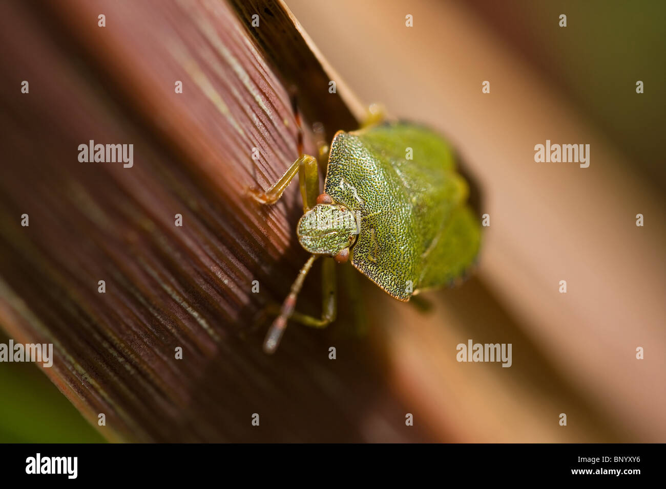 Stink or shield bug hi-res stock photography and images - Alamy