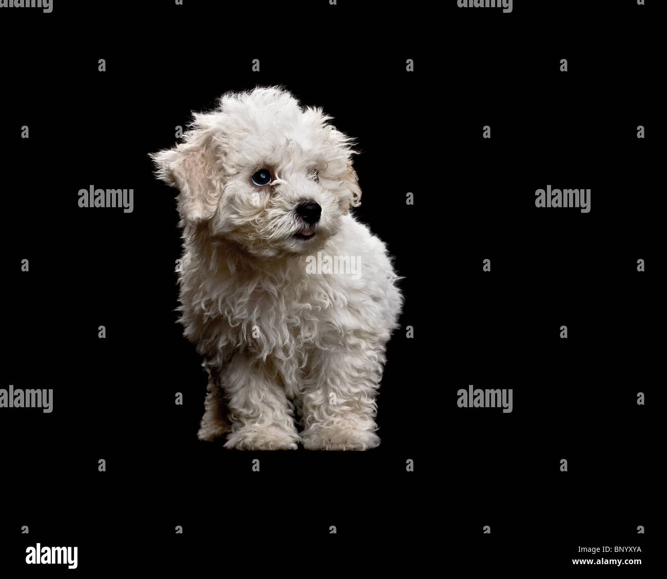 Bichon Frise Puppies Black