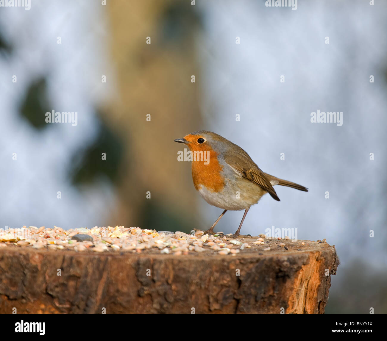 Robin with seed Stock Photo - Alamy