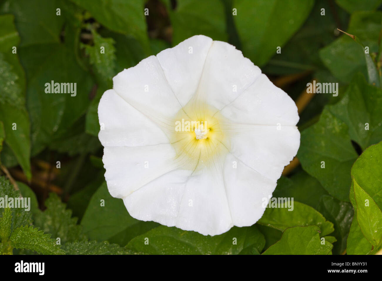 Large Bindweed (Calystegia silvatica) flower Stock Photo - Alamy