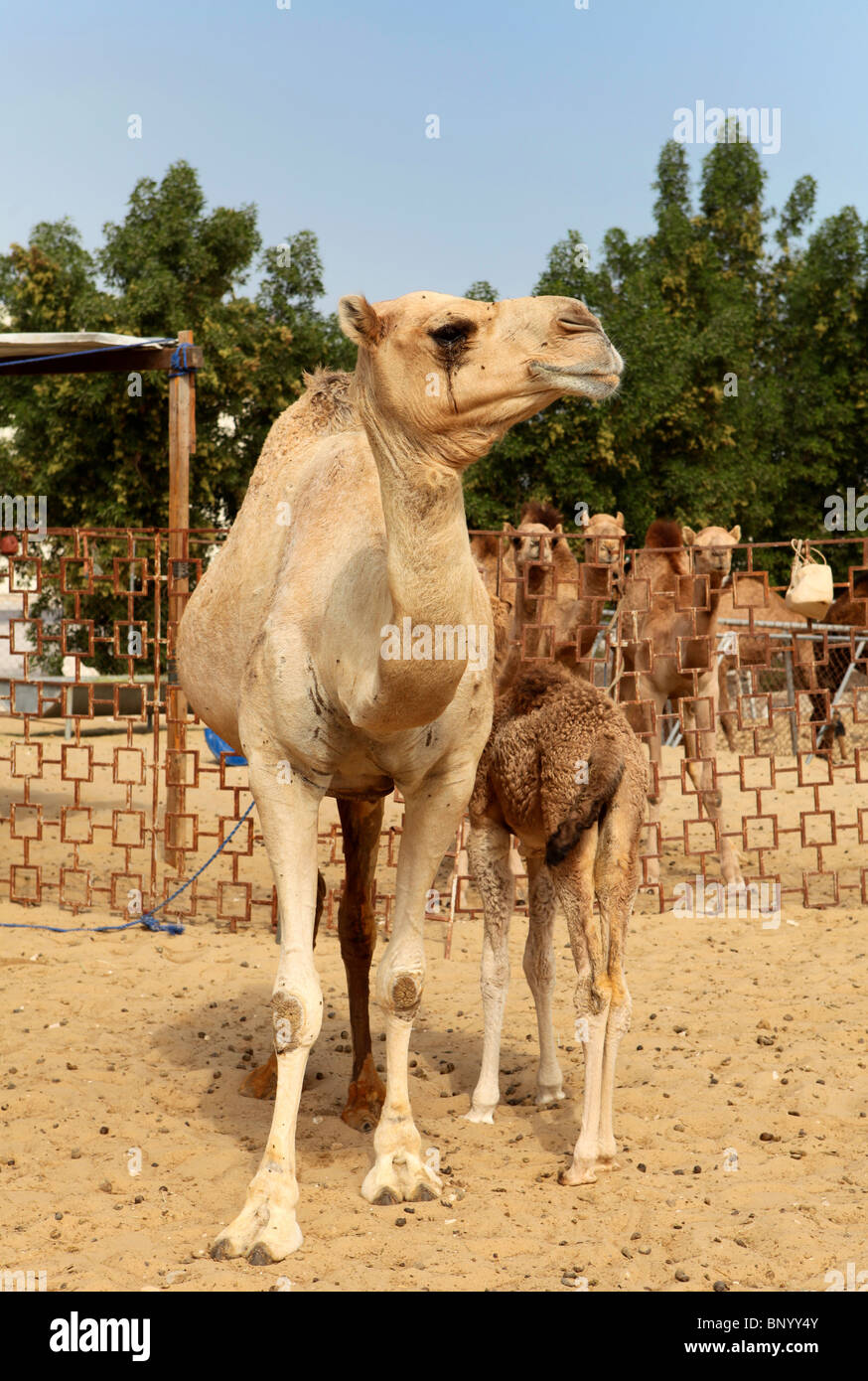 Camel cow hi-res stock photography and images - Alamy