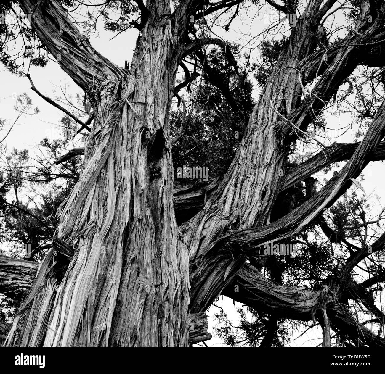 Juniper tree sedona Black and White Stock Photos & Images - Alamy