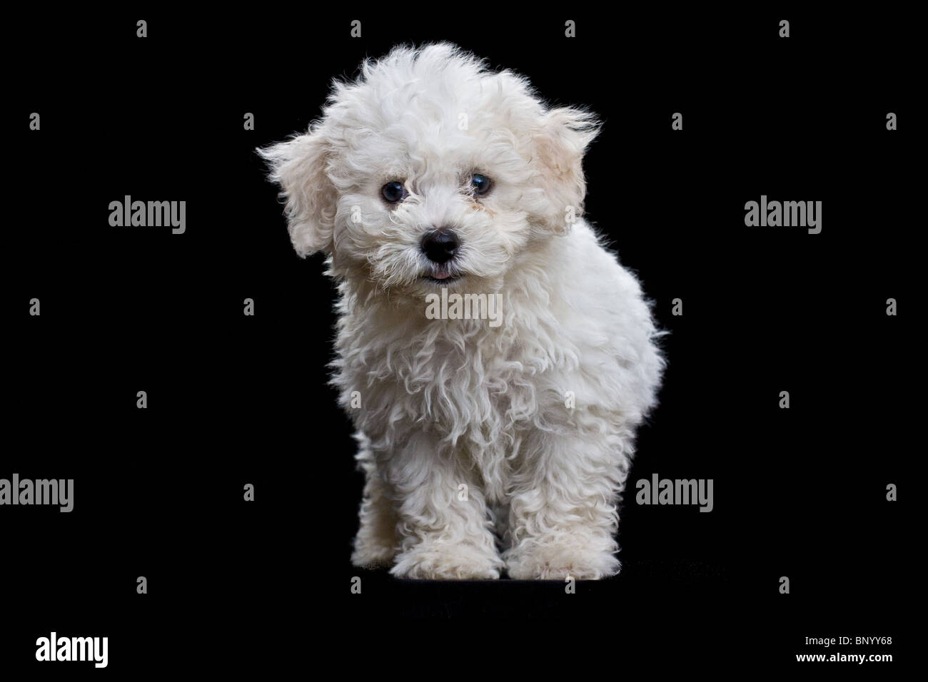 A bichon frise puppy against a black background Stock Photo - Alamy