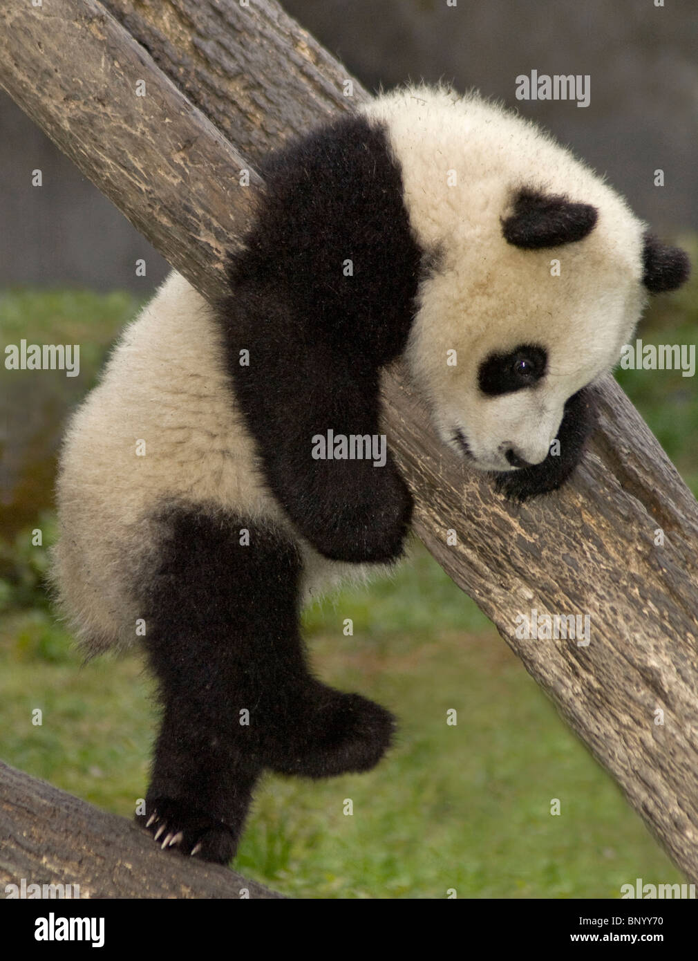 5-month old giant panda cub climbing tree, Wolong, Sichuan Province ...
