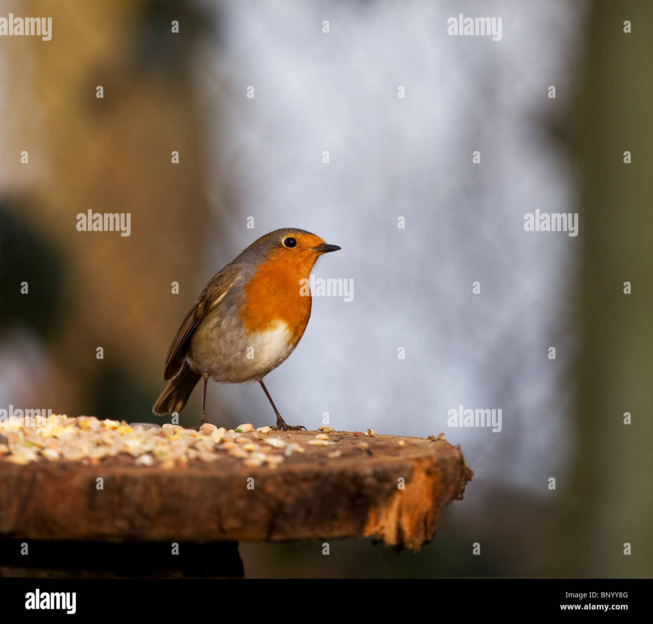 Perky bird hi-res stock photography and images - Alamy