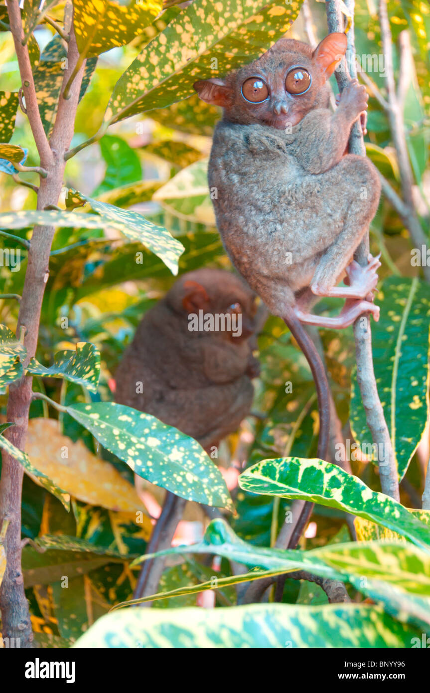 Two little tarsiers in their natural environment Stock Photo - Alamy