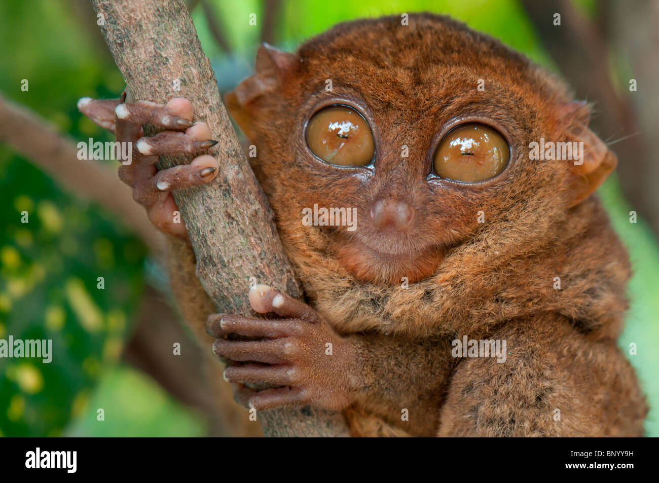 Surprised tarsier holding a branch with its hands Stock Photo - Alamy