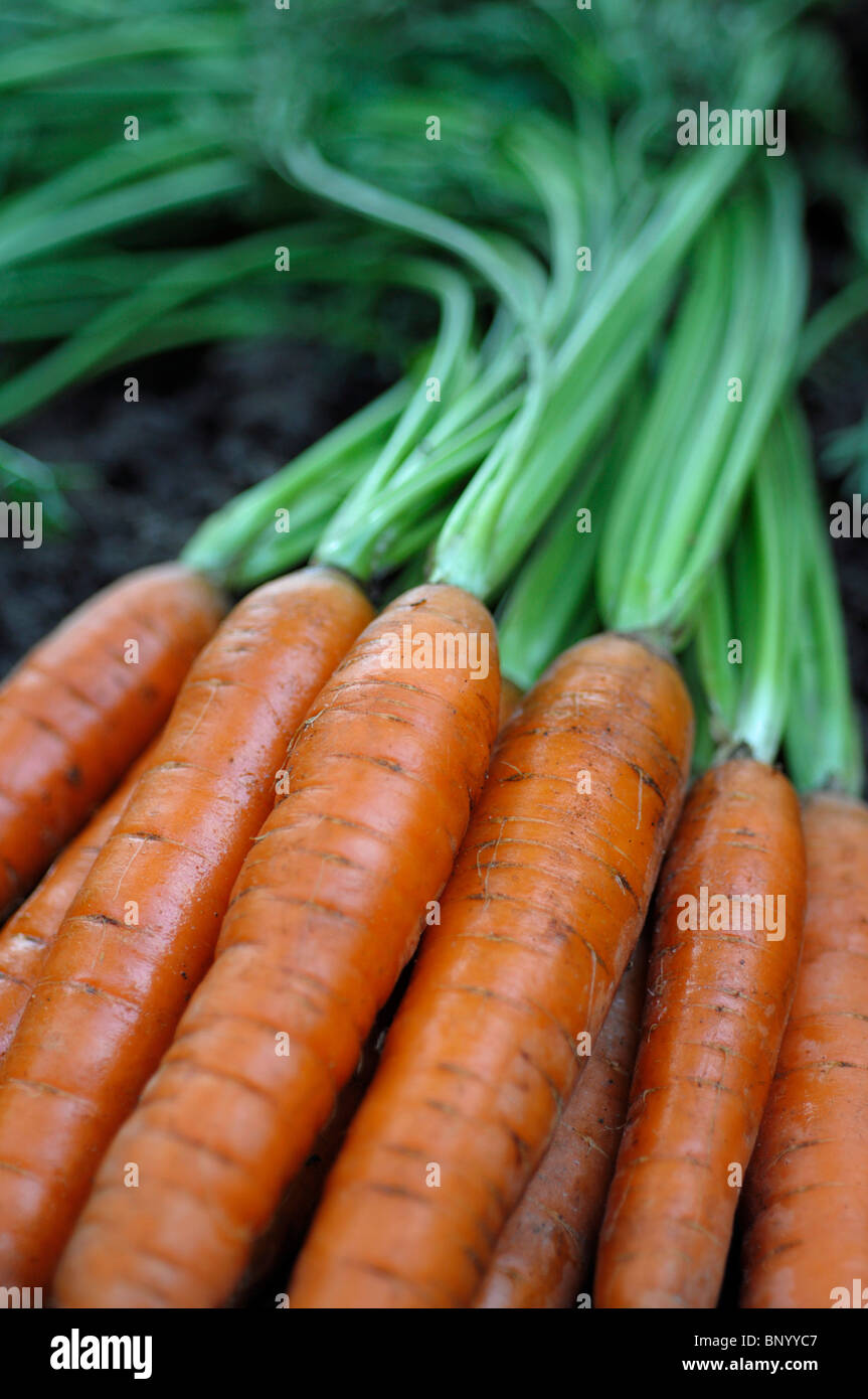 Carrots carrot hi-res stock photography and images - Alamy