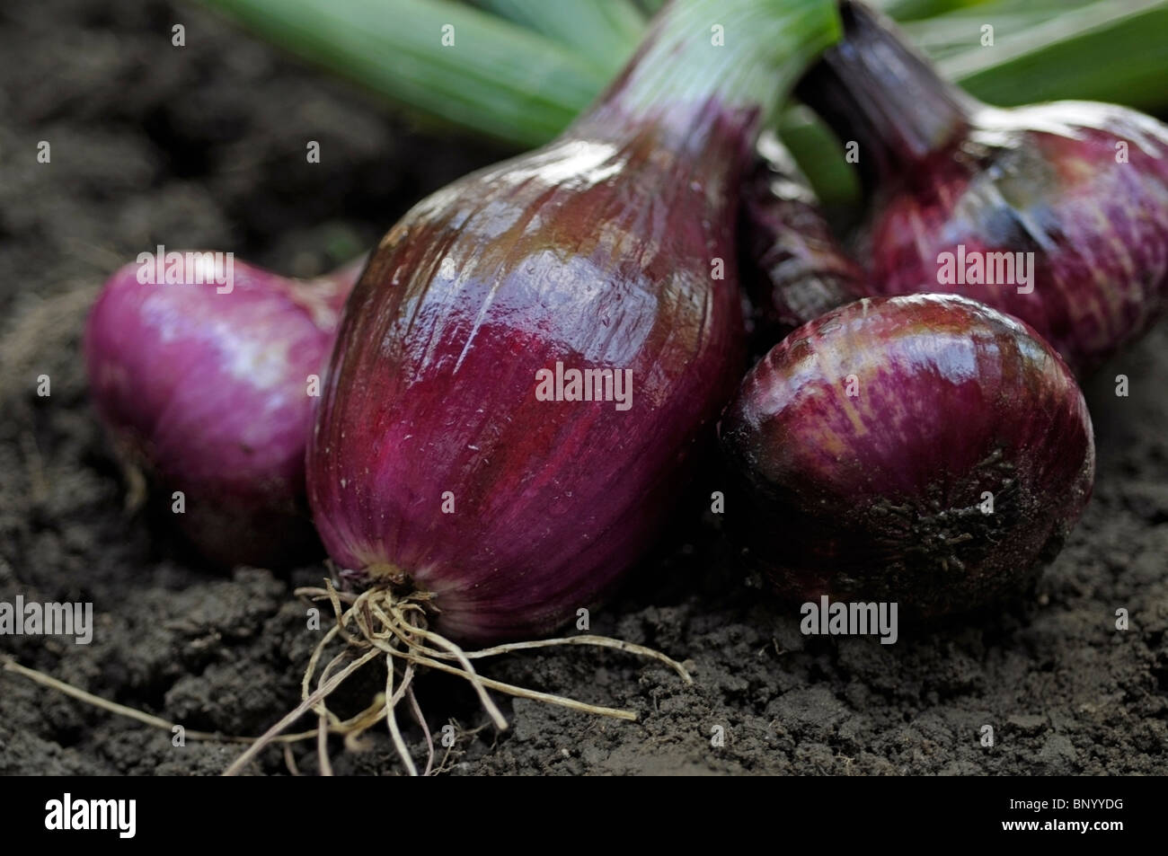 The onions hi-res stock photography and images - Alamy