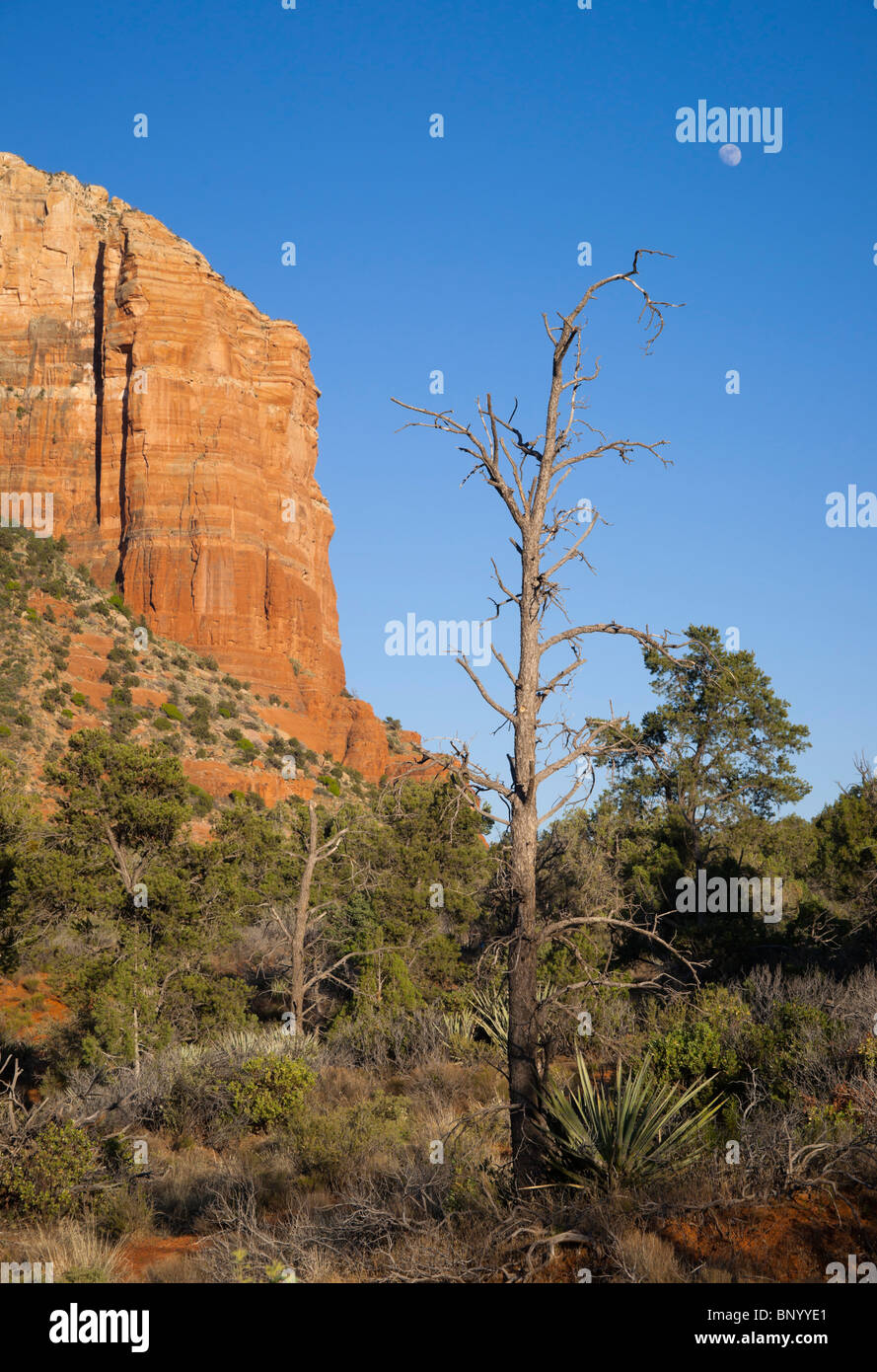 Sedona Arizona - Courthouse Butte with moonrise and bare pine Stock ...