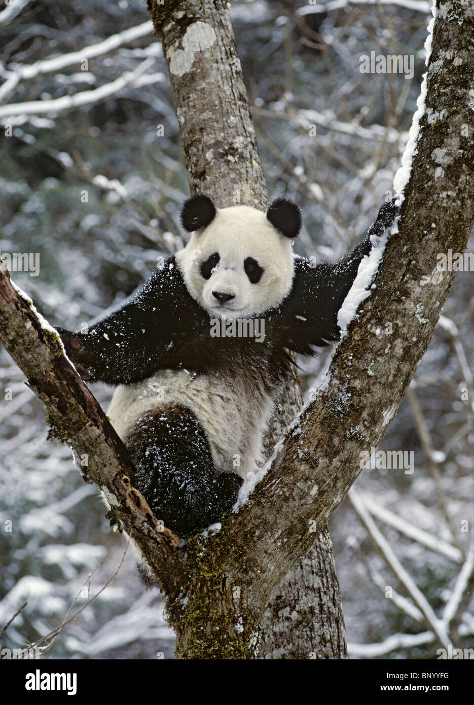 Panda Tree Snow
