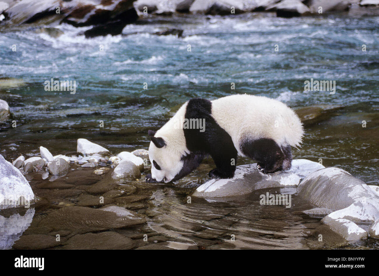 Giant Panda Swimming
