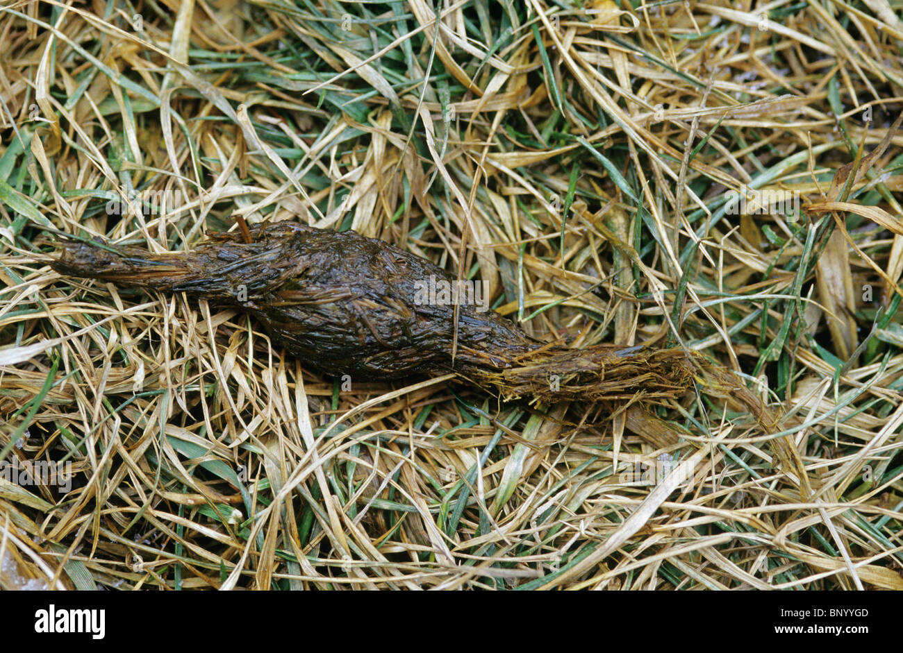 Giant panda ailuropoda melanoleuca scat hi-res stock photography and ...