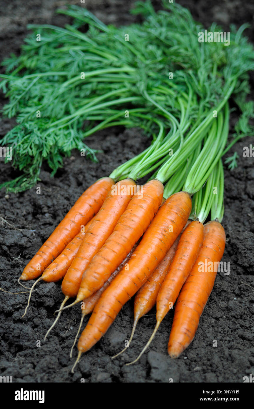 Carrots hi-res stock photography and images - Alamy