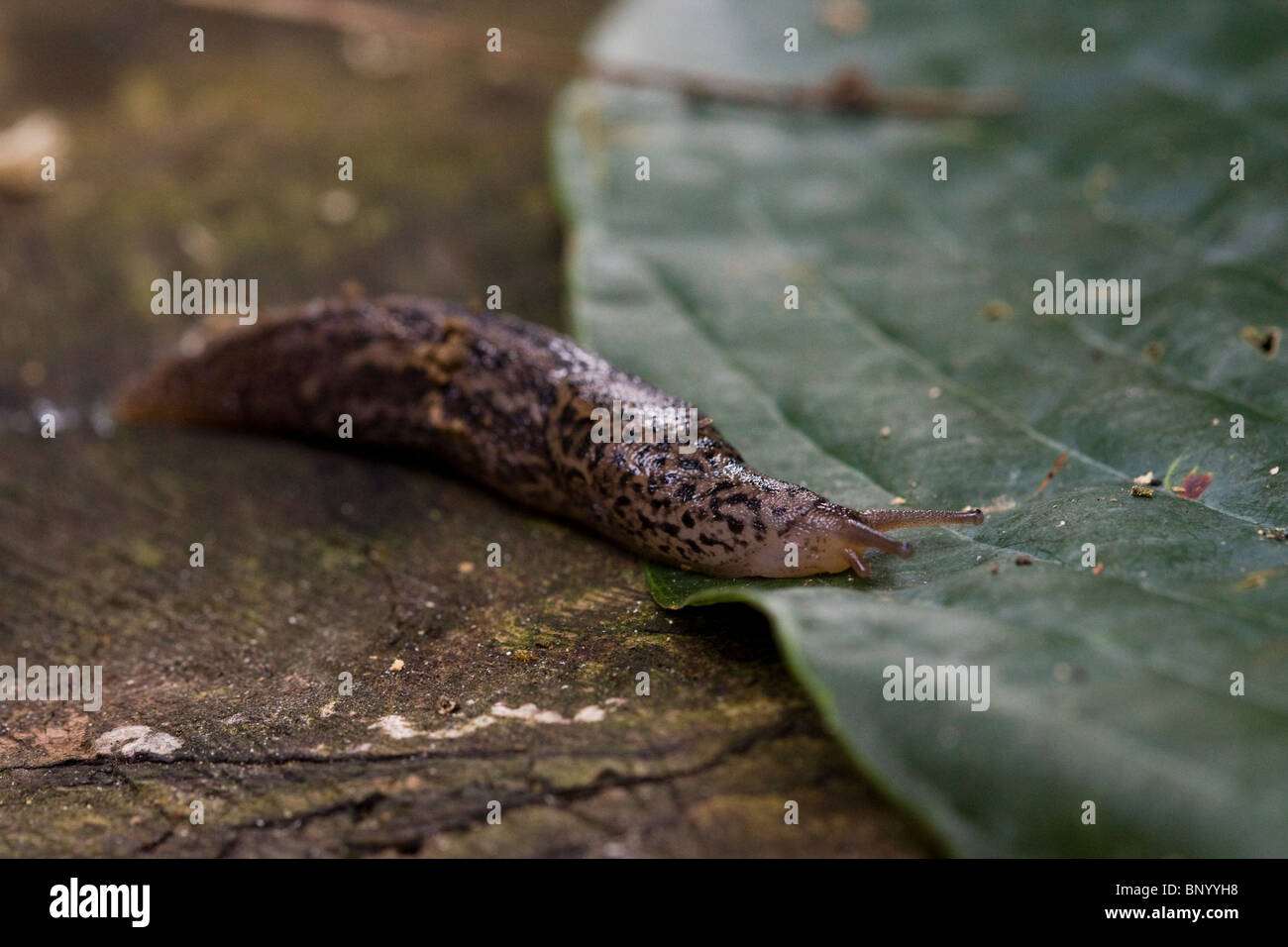 Gray slug - USA Stock Photo - Alamy