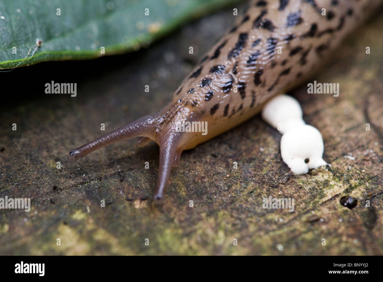 Gray slug - USA Stock Photo - Alamy