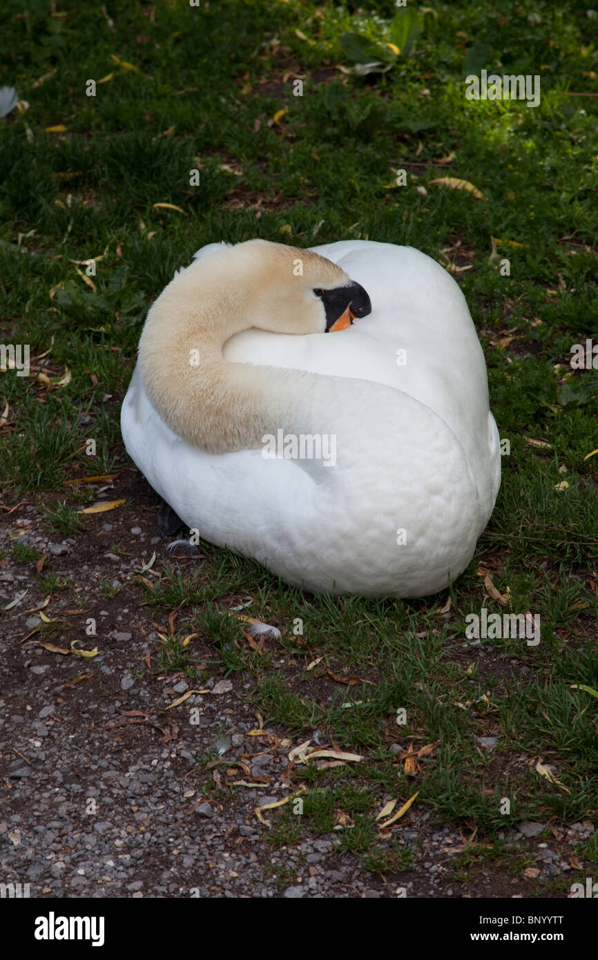 Mute swan, Alresford, Hampshire, England, U.K Stock Photo - Alamy