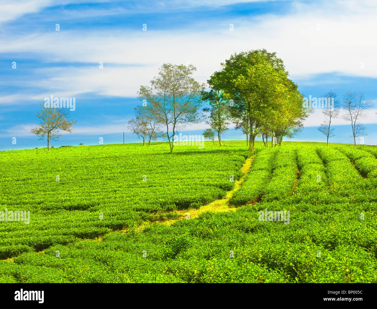 Tea plantation on central highland in Vietnam Stock Photo - Alamy