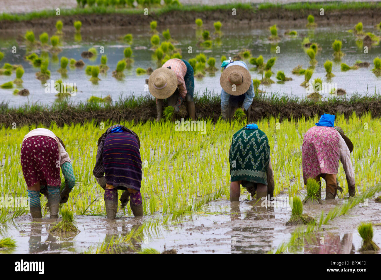 Peasants working in the fields hi-res stock photography and images - Alamy