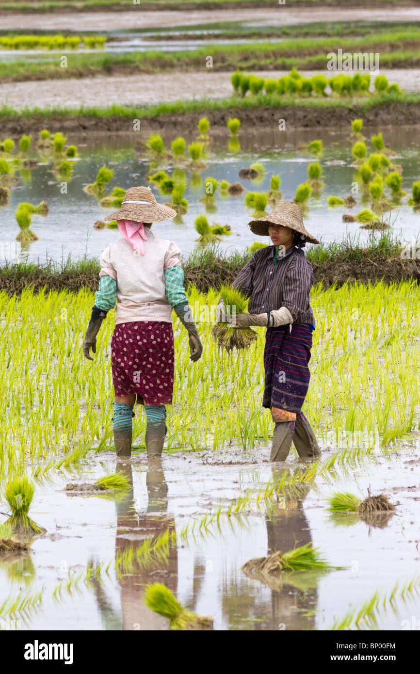 Women paddy field workers working hi-res stock photography and images ...