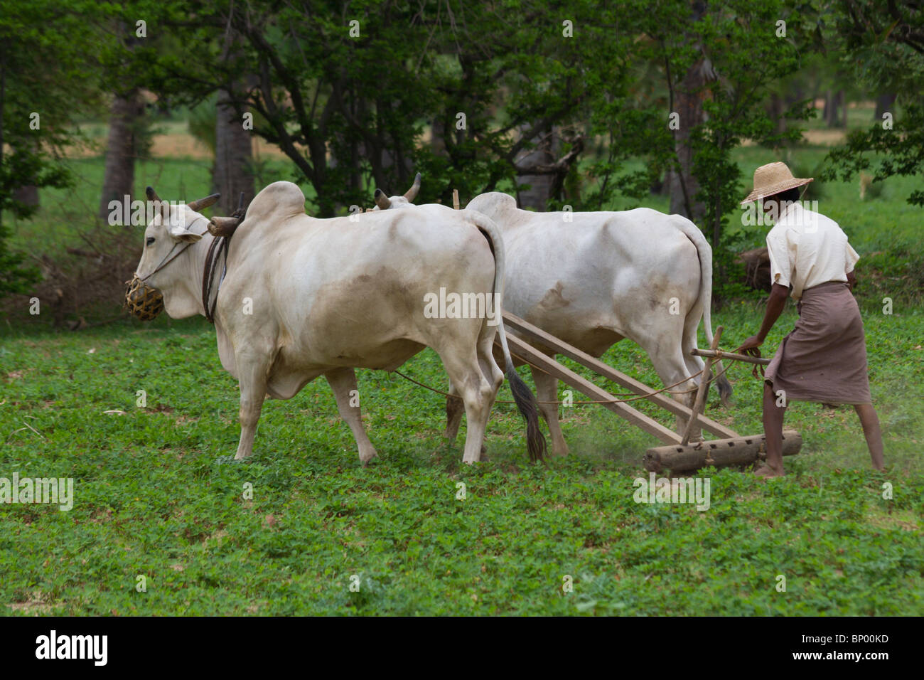 farmer harrowing field of peanuts with traditional oxen and wooden ...