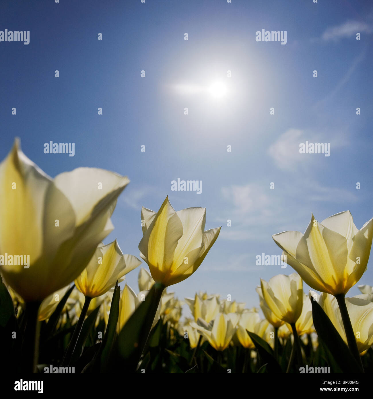 Shining tulips hi-res stock photography and images - Alamy