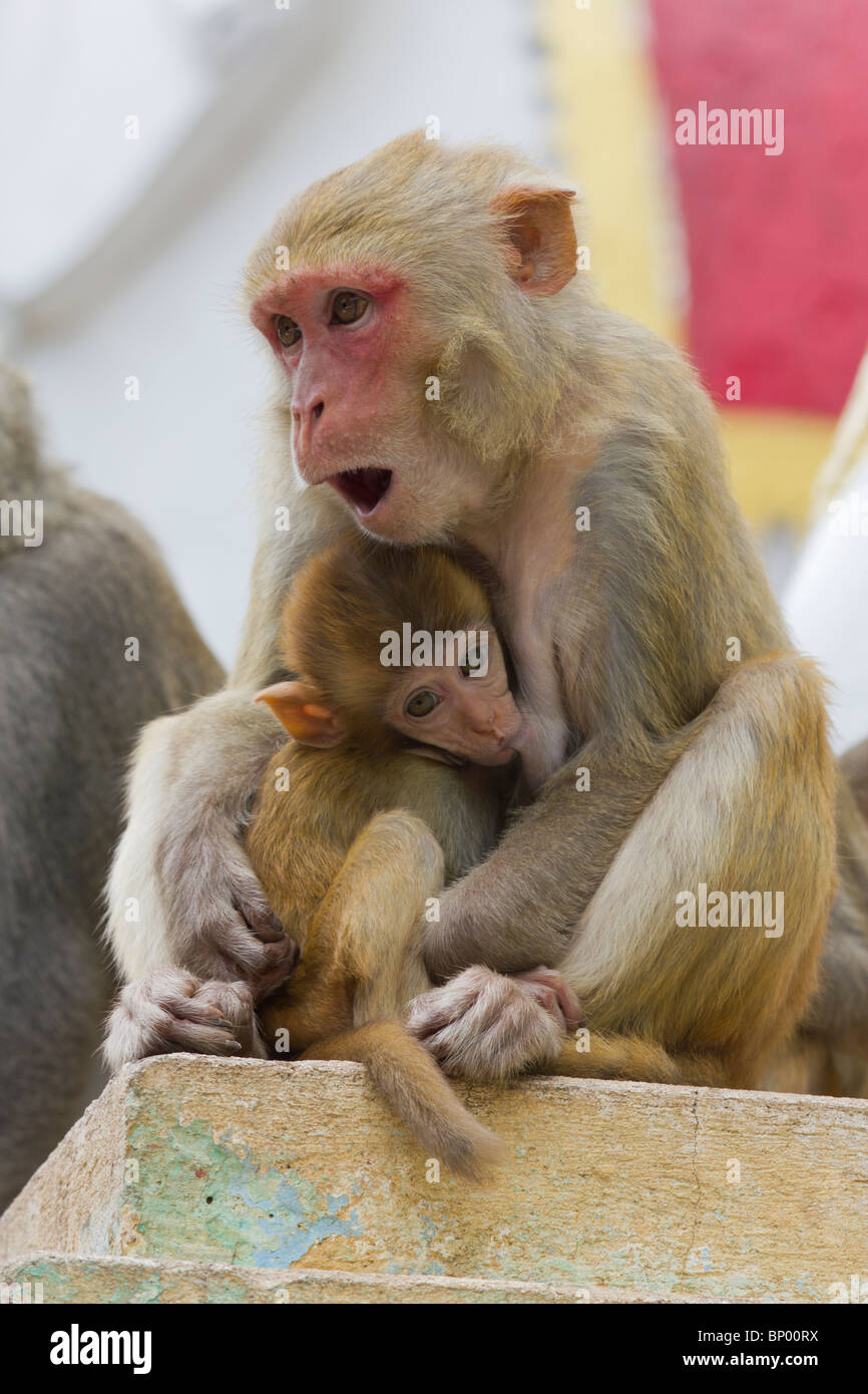 Baby Macaque monkey breastfeeding, surprised look on mother's face ...