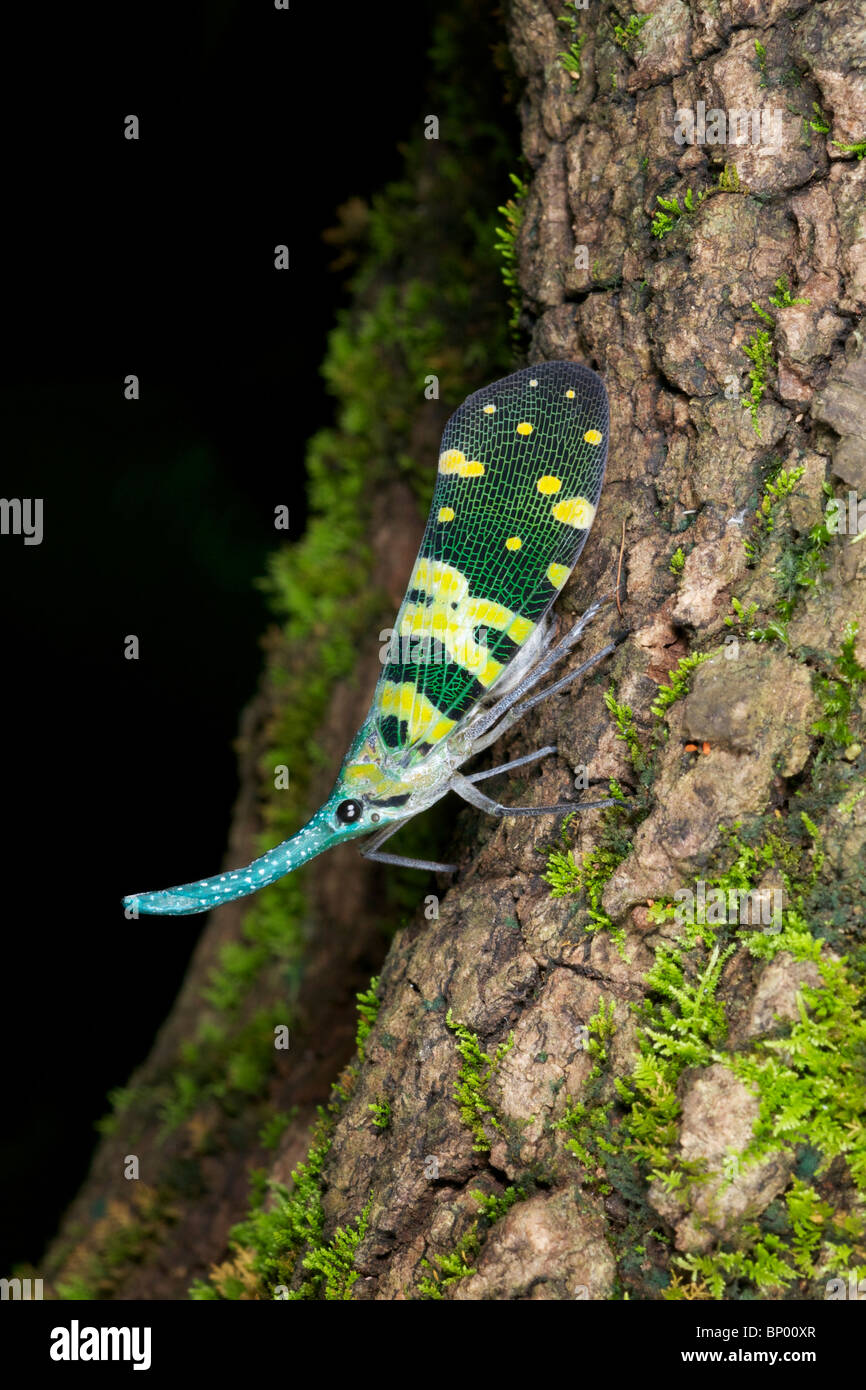 Pyrops Candelaria Stock Photos & Pyrops Candelaria Stock Images - Alamy