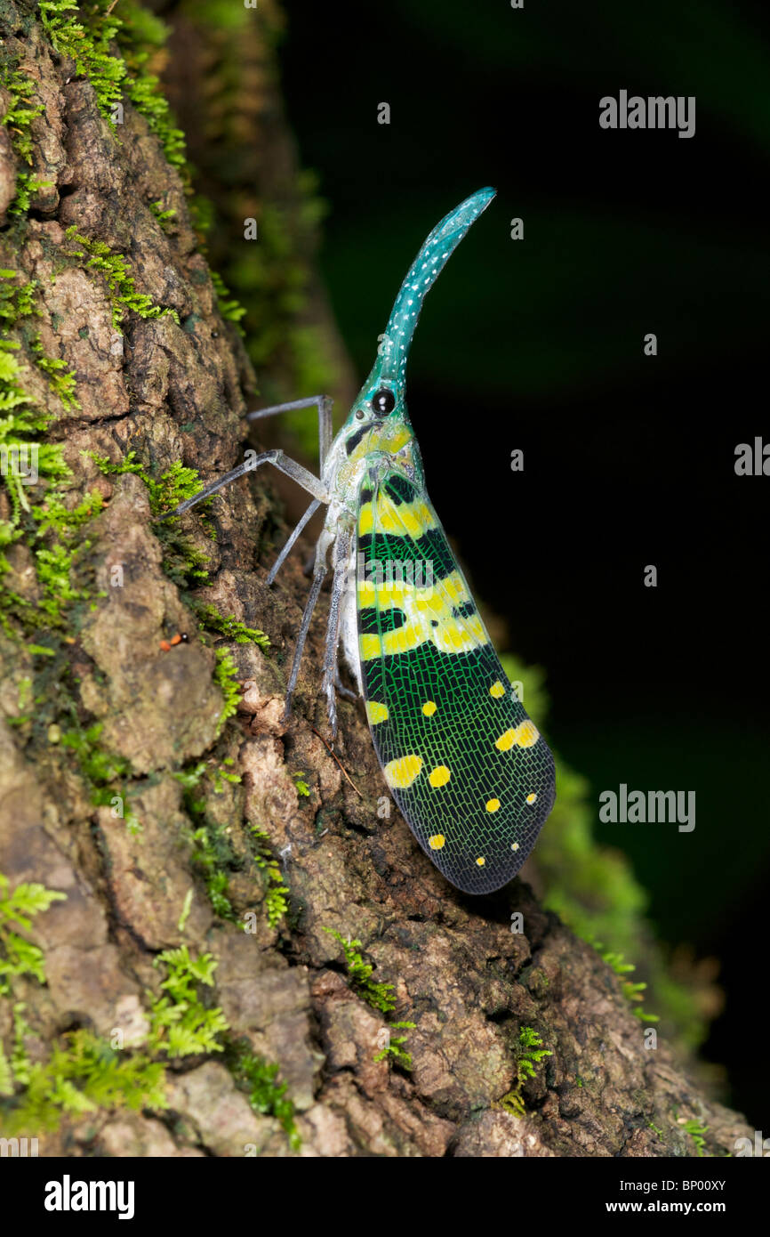 A lantern bug of the Pyrops genus at Erawan National Park in ...