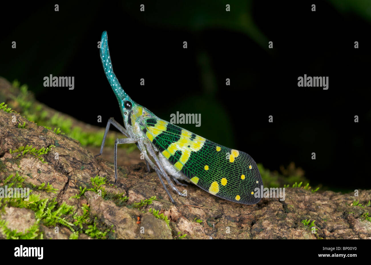 A lantern bug of the Pyrops genus at Erawan National Park in ...