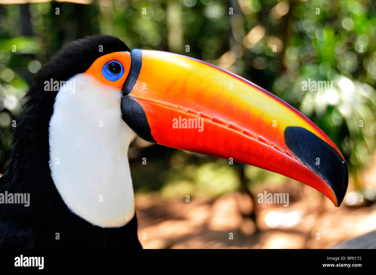 Toco toucan beak hi-res stock photography and images - Alamy