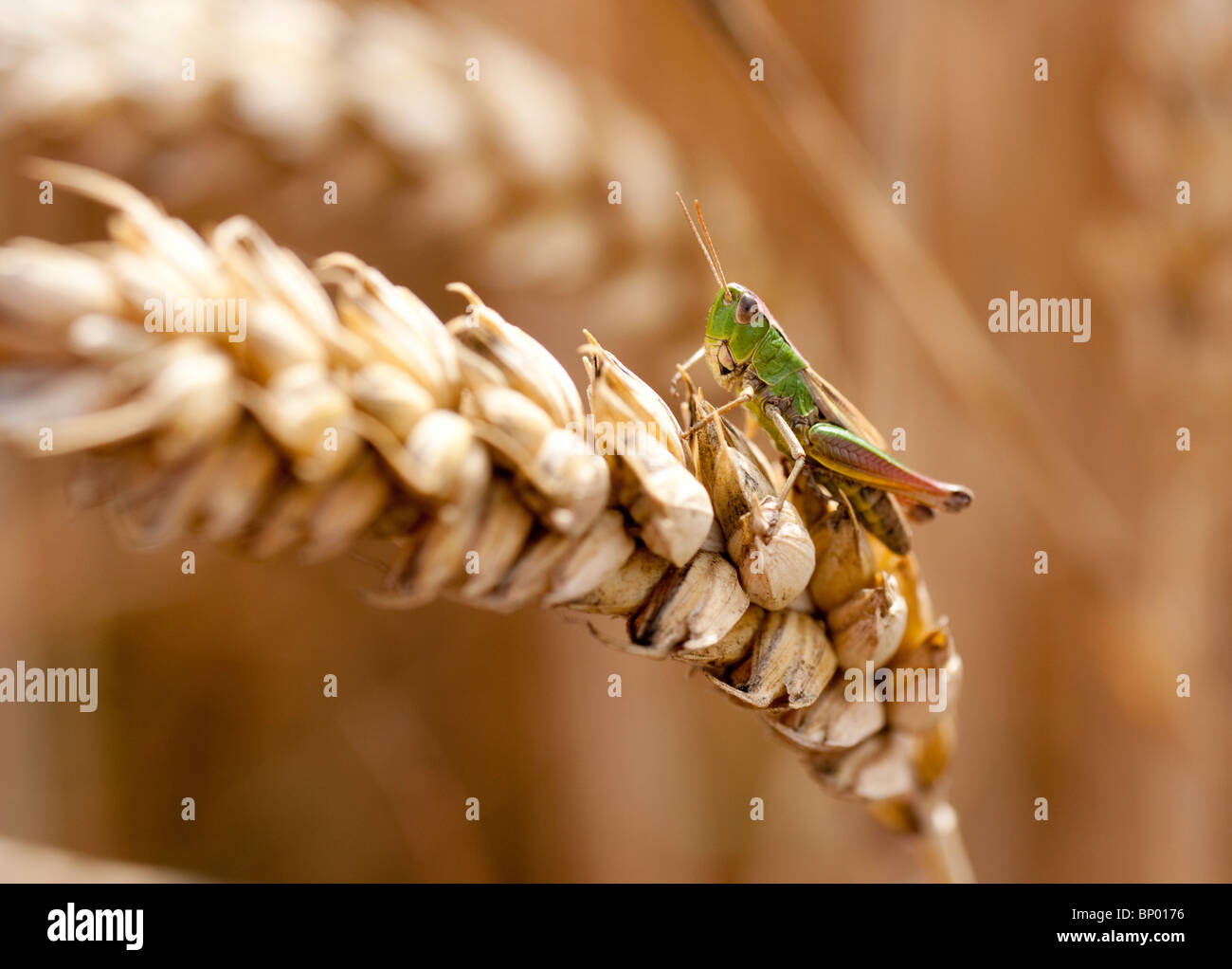 Grasshopper on wheat stalk Stock Photo - Alamy