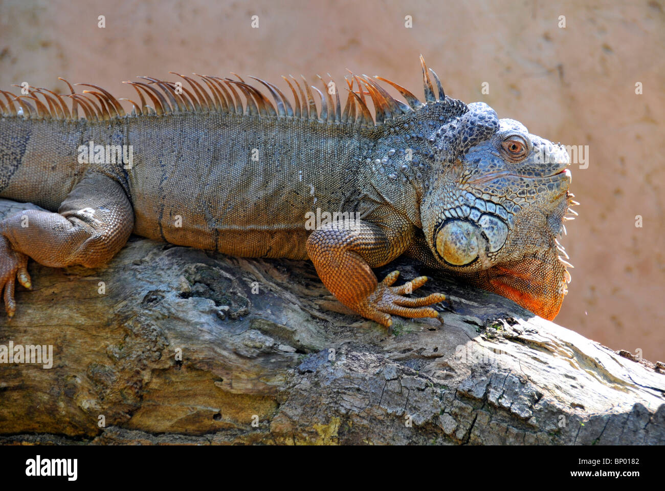 Green iguana or common iguana, Iguana iguana, Foz do Iguaçu, Parana ...