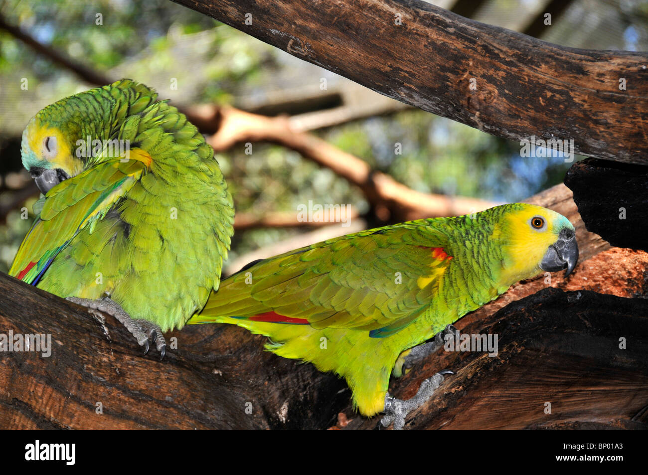 Brazilian green parrot hi-res stock photography and images - Alamy