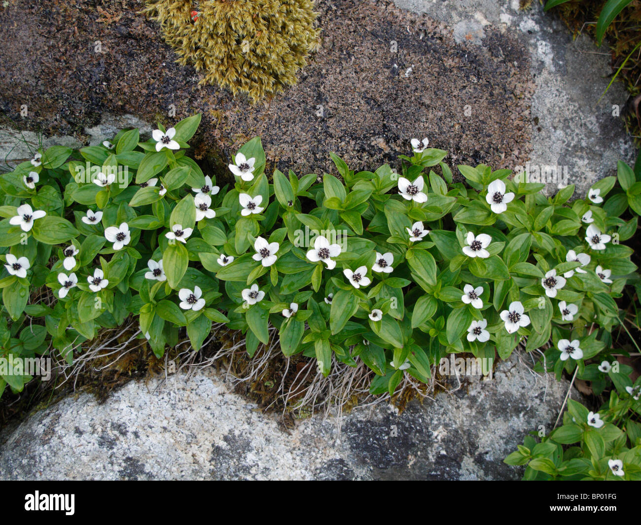 Eurasian Dwarf Cornel or Bunchberry (Cornus suecica) in Norway, Hamaroy ...