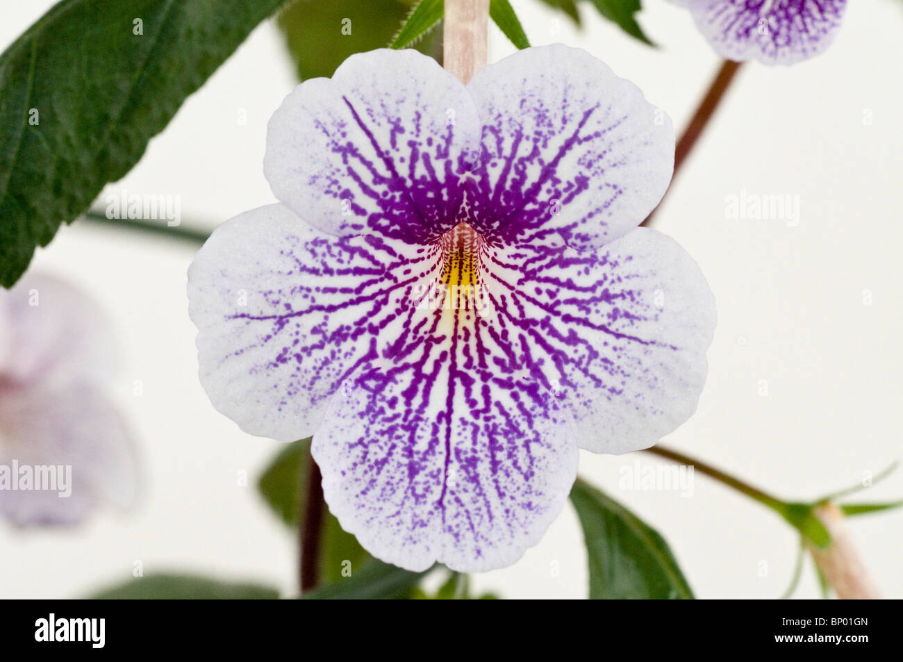 Striking purple-veined flower of Achimenes 'Ambroise Verschaffelt' (Hot ...