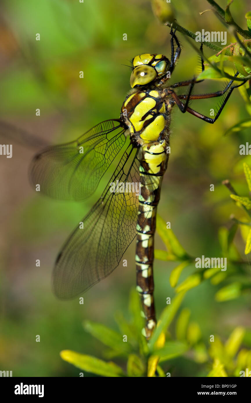 Closeup of a green dragonfly Stock Photo - Alamy