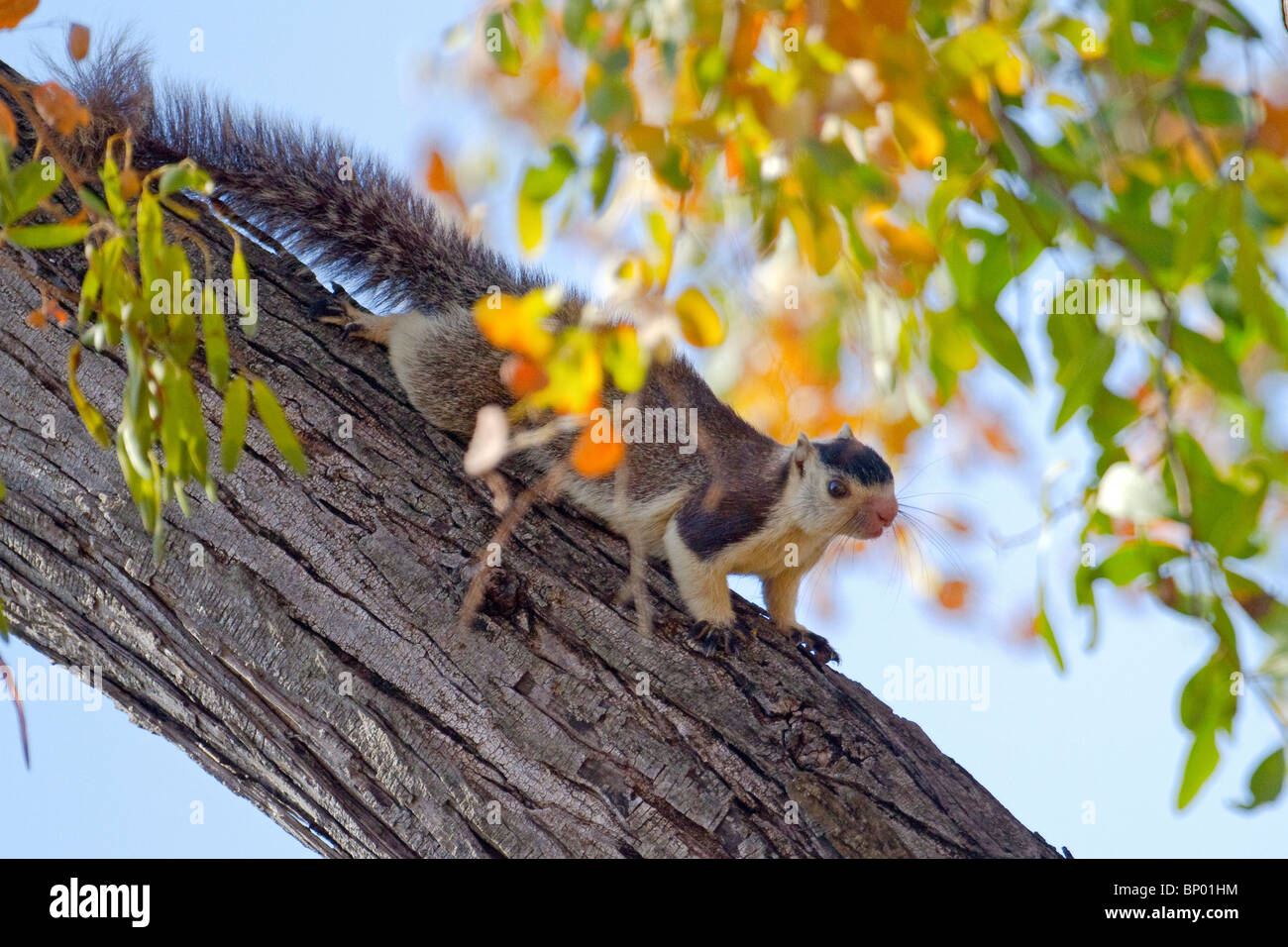 Ratufa india hi-res stock photography and images - Alamy