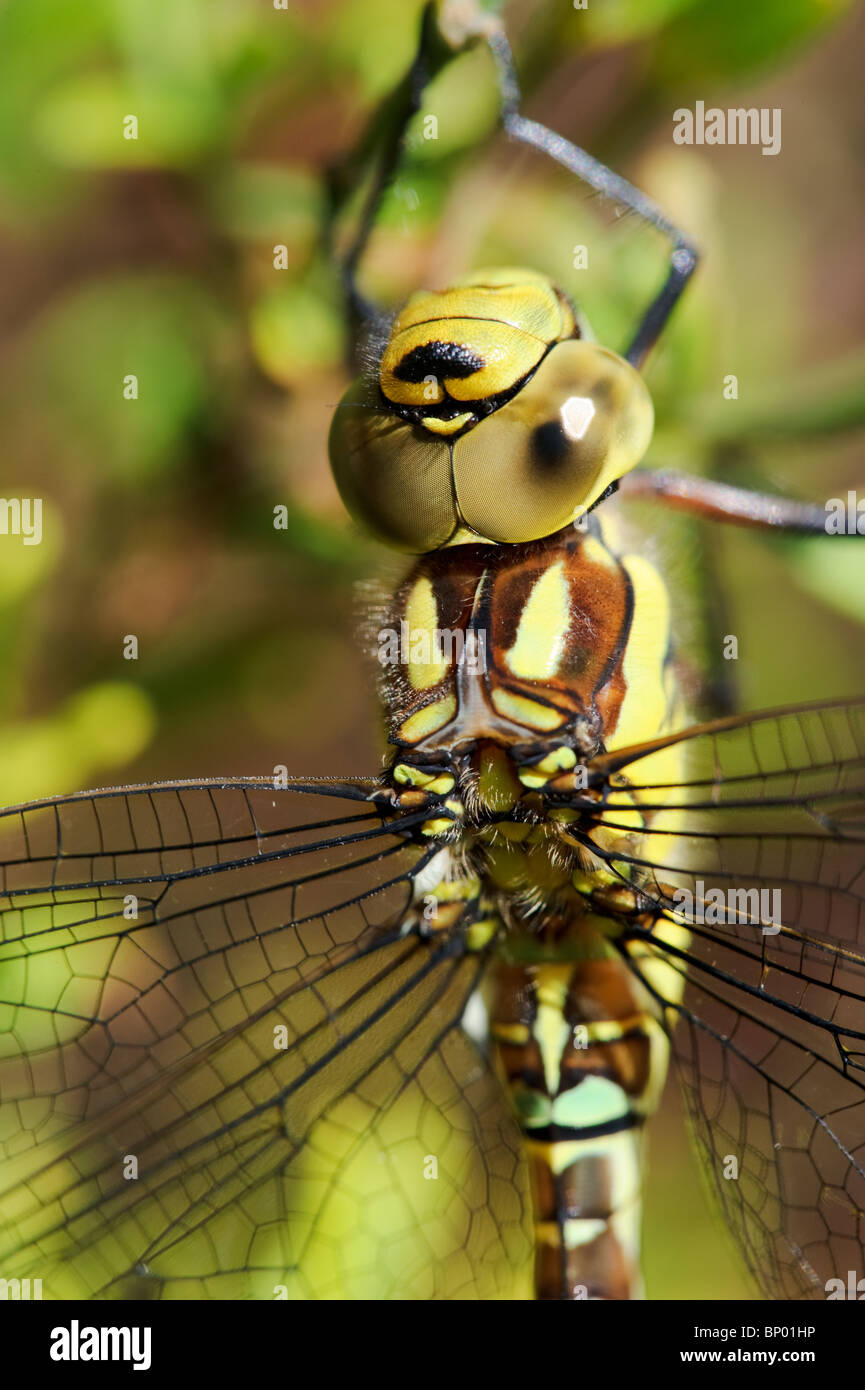 Closeup of a green dragonfly Stock Photo - Alamy