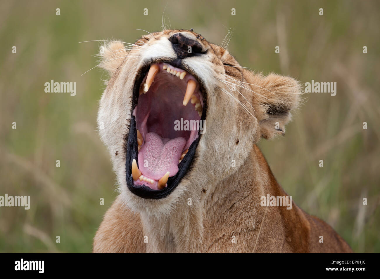 Lion face hi-res stock photography and images - Alamy