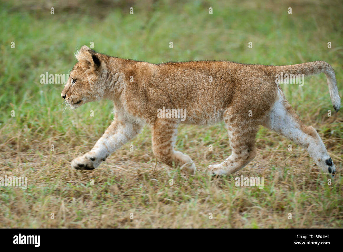 Lion cub, Maasai Mara, Kenya Stock Photo - Alamy