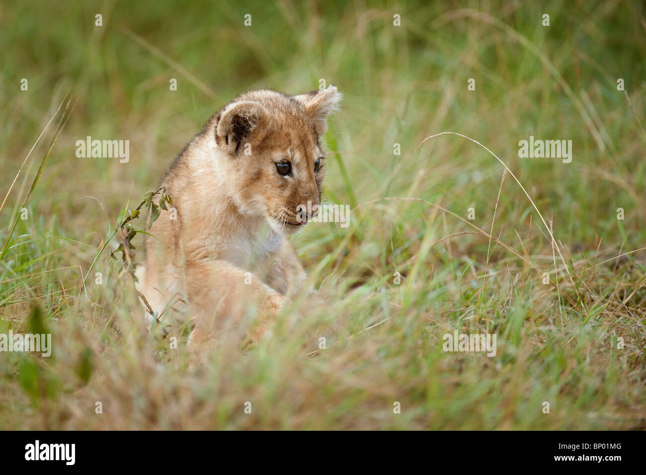 Lion cub, Maasai Mara, Kenya Stock Photo - Alamy