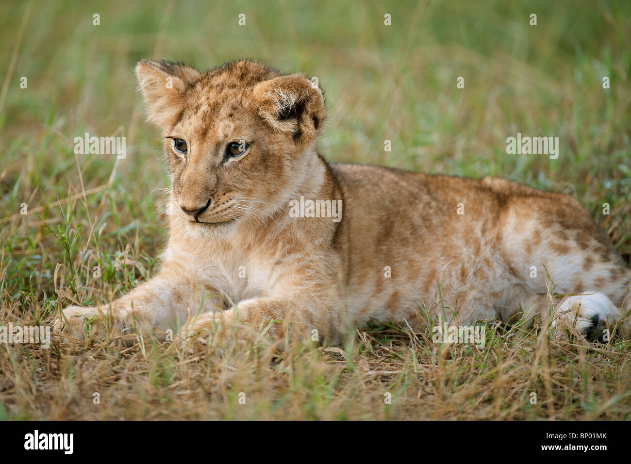 Lion cub, Maasai Mara, Kenya Stock Photo - Alamy