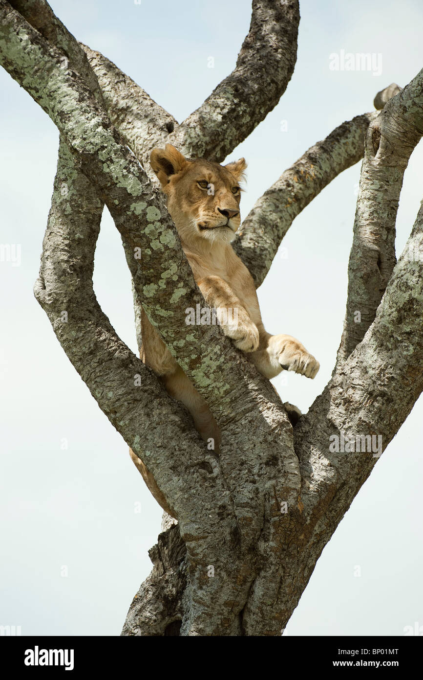 Lion up tree hi-res stock photography and images - Alamy