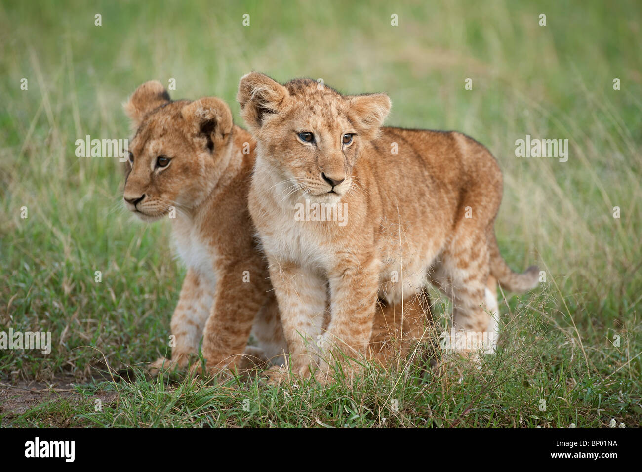 Lion cub, Maasai Mara, Kenya Stock Photo - Alamy