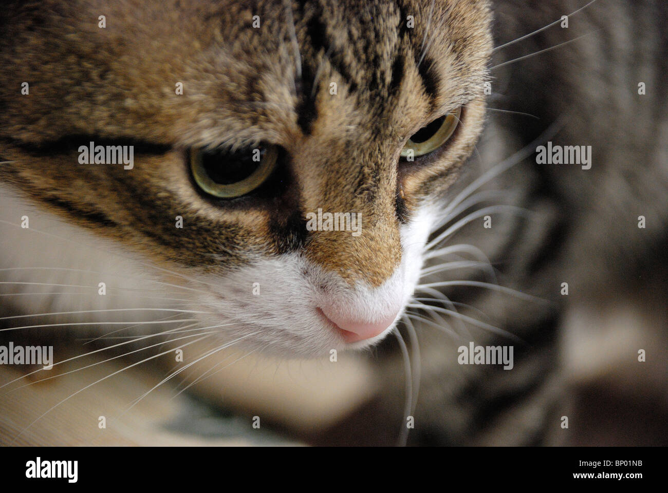 Tabby cat with fixed stare Stock Photo - Alamy