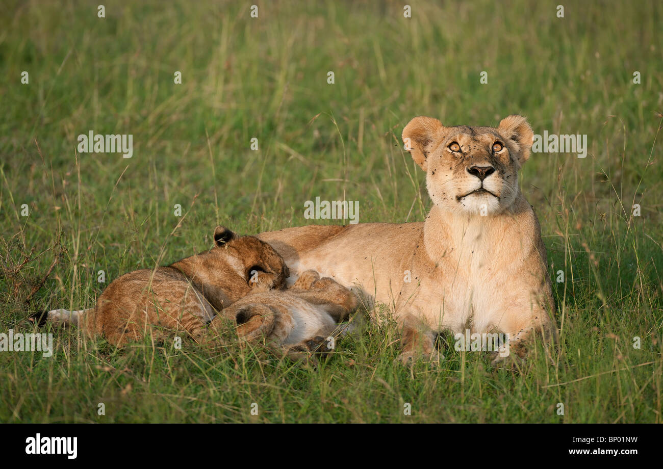 Baby lion with mother hi-res stock photography and images - Alamy