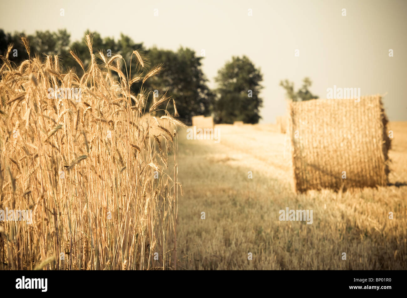 Rolling haystack hi-res stock photography and images - Alamy