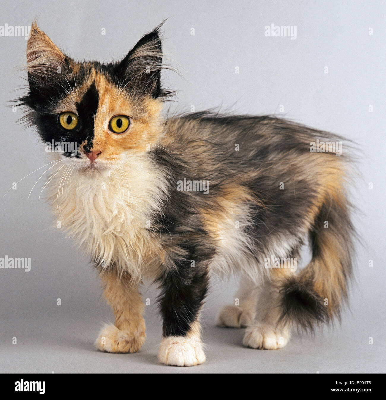 Studio cat photo hi-res stock photography and images - Alamy